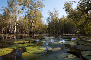 What Are The Six Seasons in Kakadu Like?