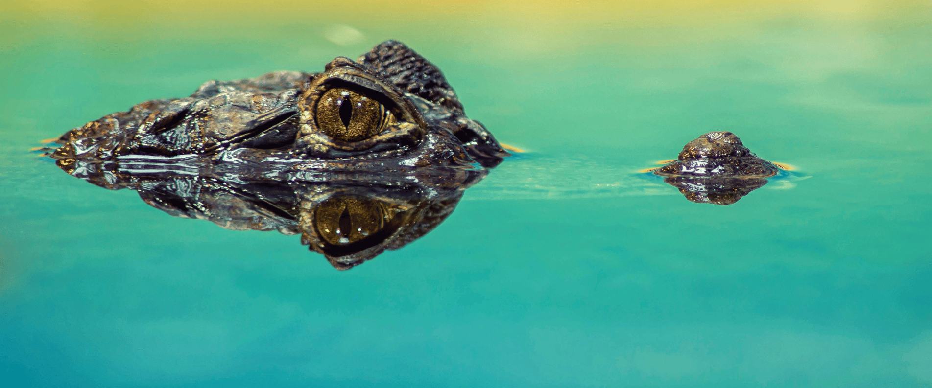 Happy World Croc Day